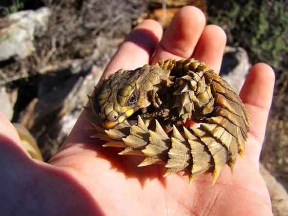 Real life dragons! | H.M. Clarke